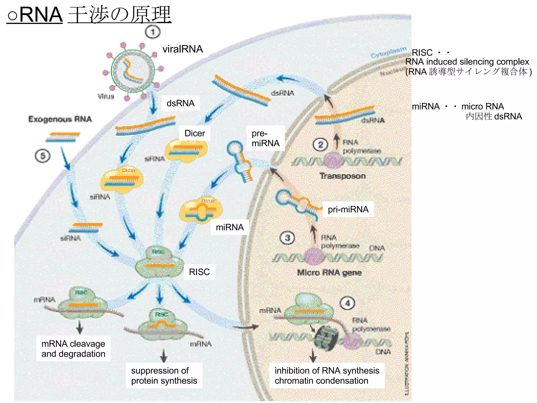 RNAi | PPT