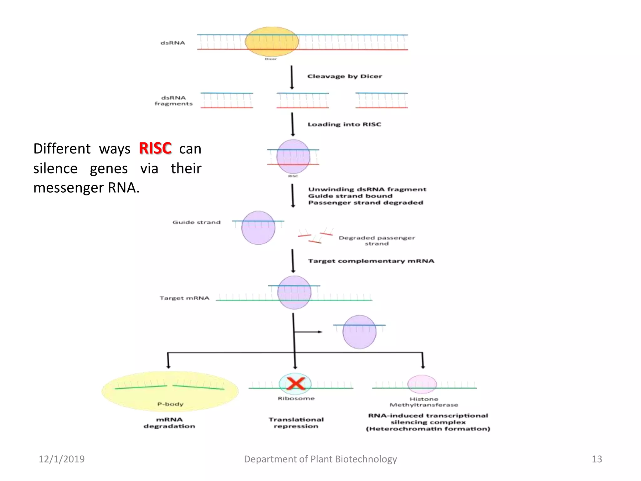 RNA Interference (RNAi) | PPTX