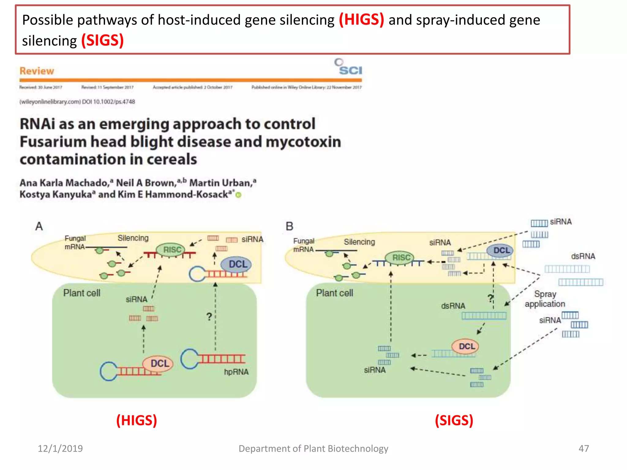 RNA Interference (RNAi) | PPTX