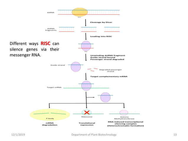 RNA Interference (RNAi) | PPTX