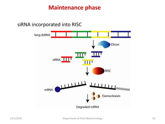 RNA Interference (RNAi) | PPTX