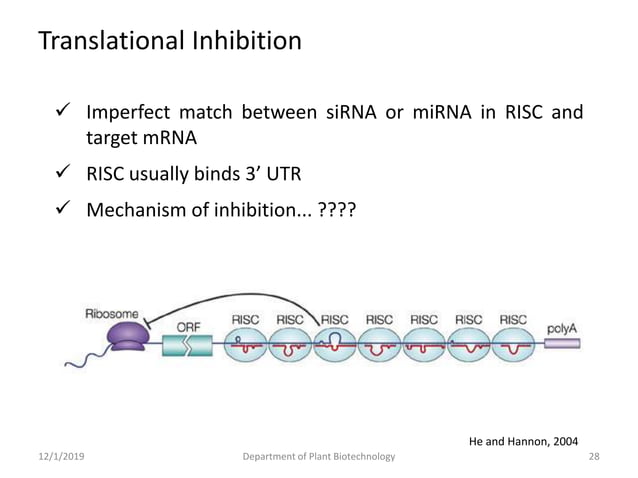 RNA Interference (RNAi) | PPTX