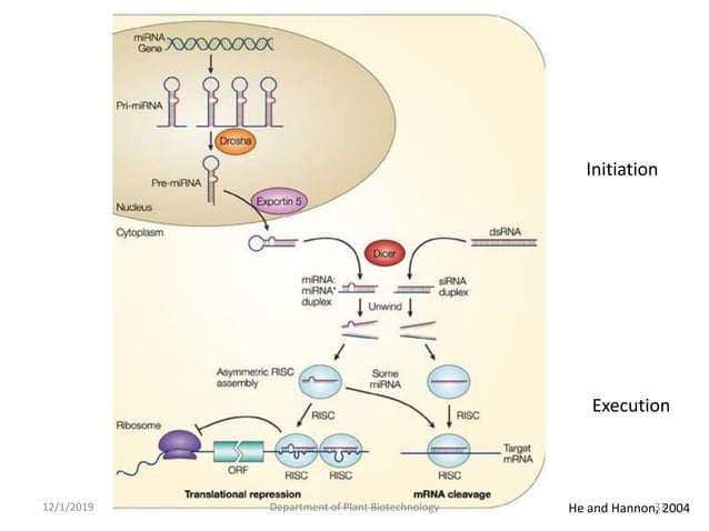 RNA Interference (RNAi) | PPTX