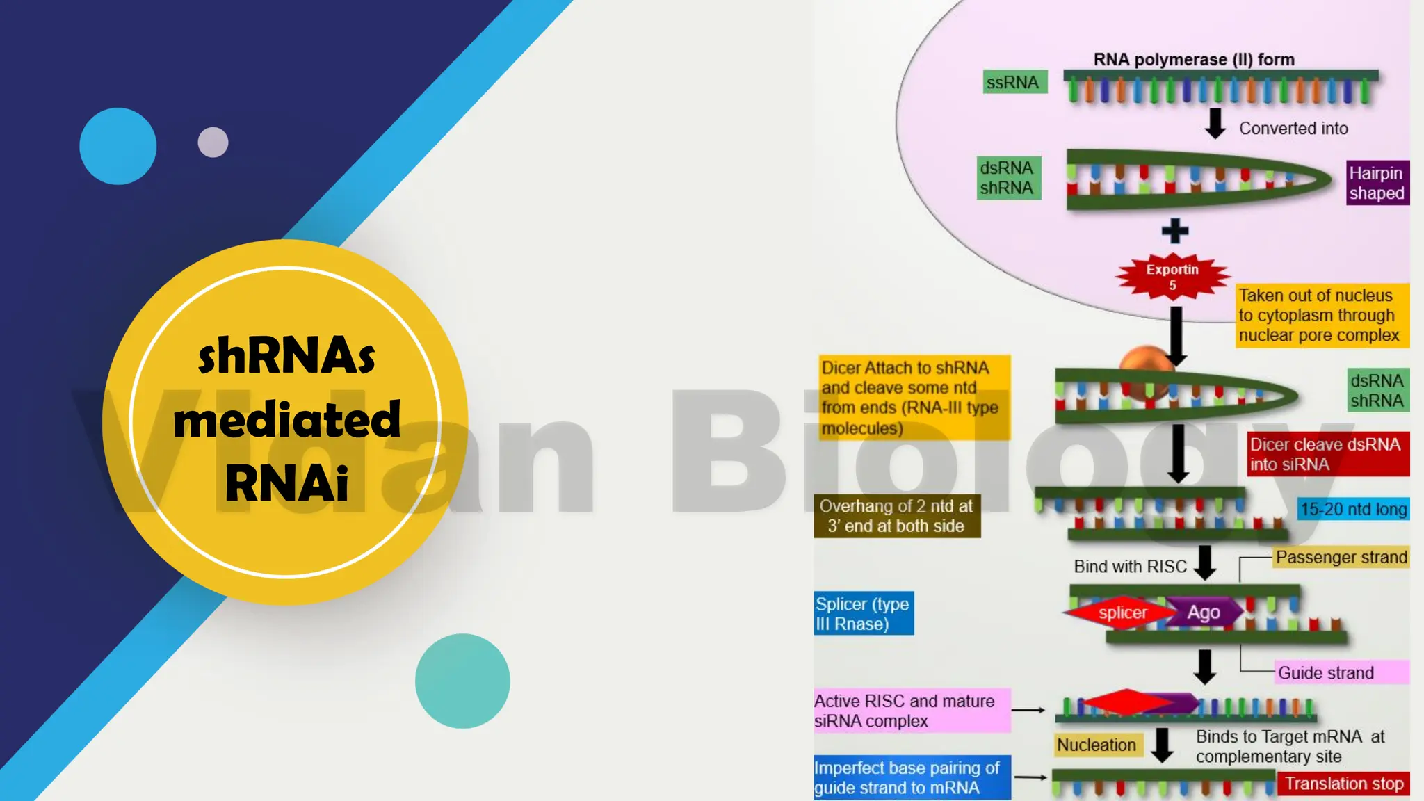 RNA Interference | PPT