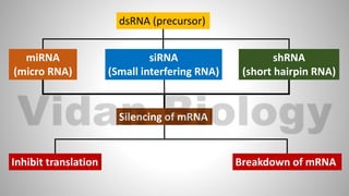 RNA Interference | PPT