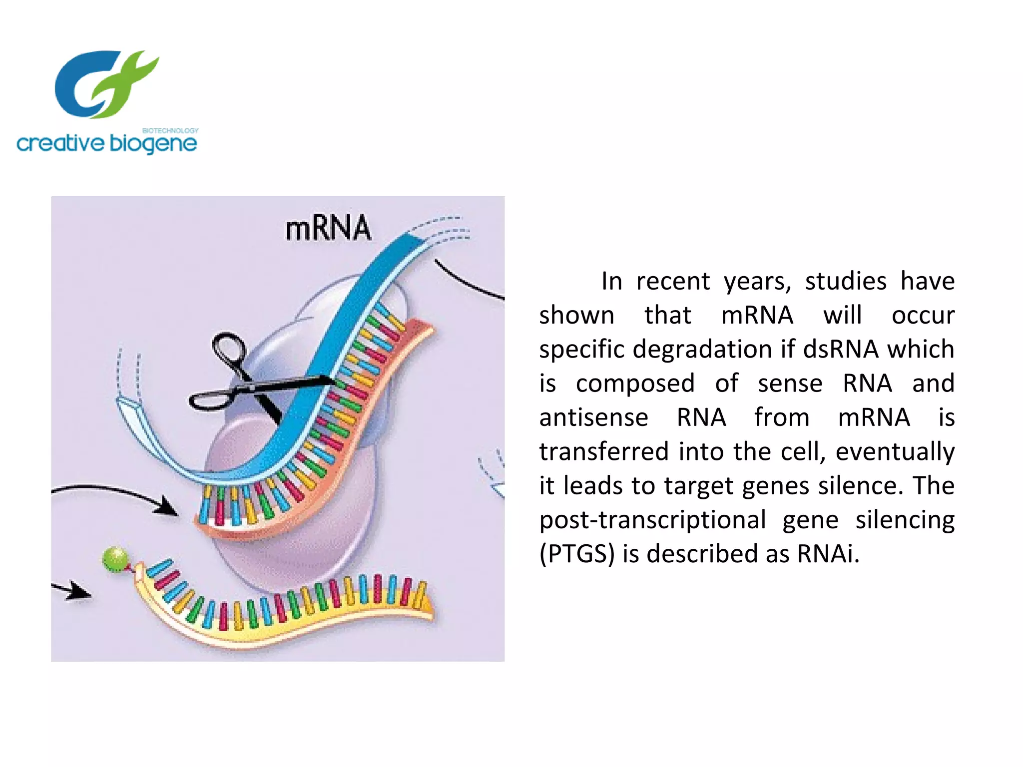 Principle and method of RNAi-Creative Biogene | PPT