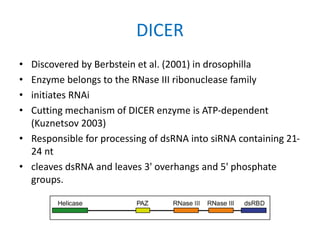 RNAi (RNA interference/ Gene Silencing) and its importance | PPT