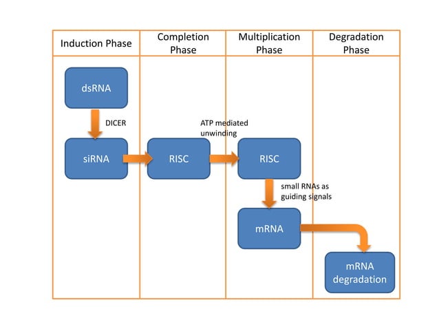 RNAi (RNA interference/ Gene Silencing) and its importance | PPTX ...