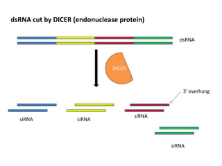 RNAi (RNA interference/ Gene Silencing) and its importance | PPT