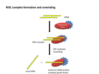 RNAi (RNA interference/ Gene Silencing) and its importance | PPT