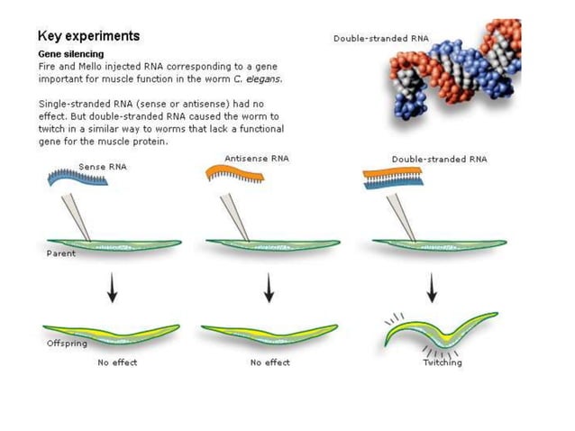 RNAi (RNA interference/ Gene Silencing) and its importance | PPTX ...