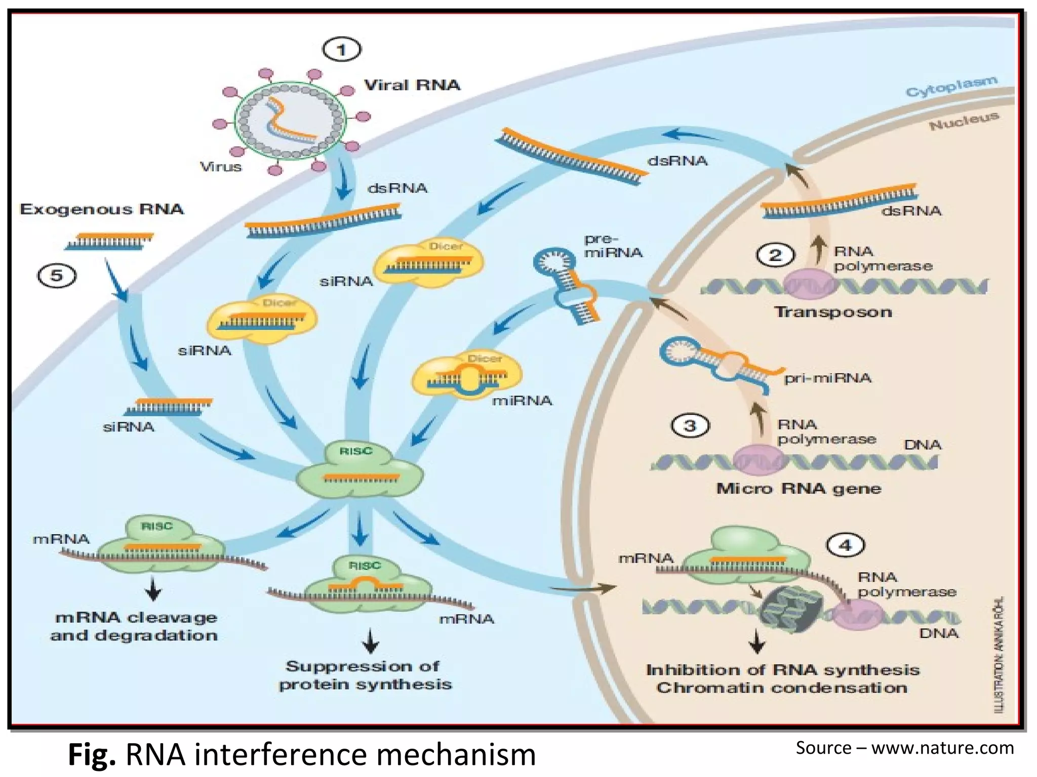 RNA interference (RNAi):A therapeutic strategy for aquaculture | PPT
