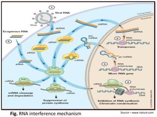 RNA interference (RNAi):A therapeutic strategy for aquaculture | PPT