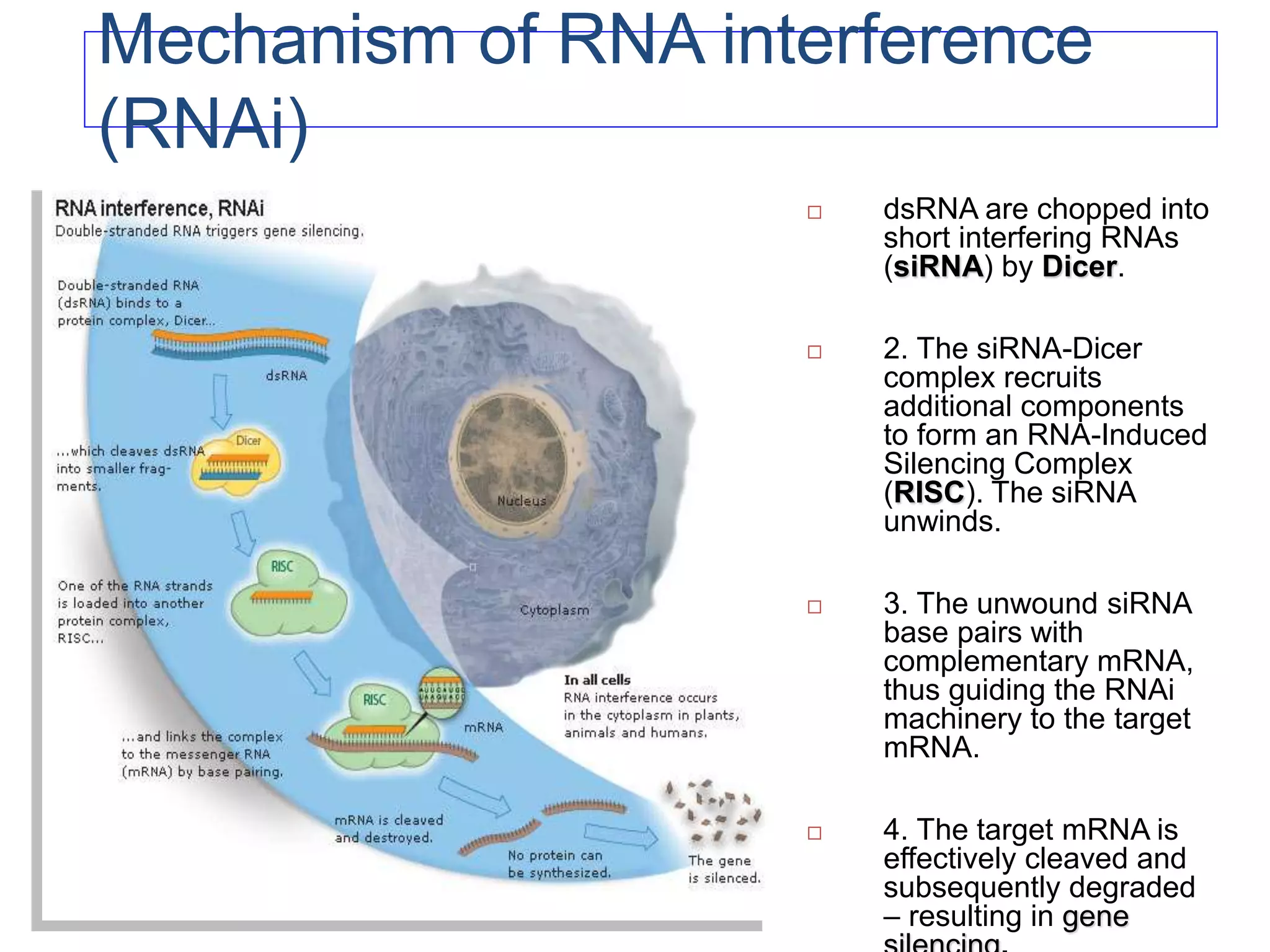 RNA interference (RNAi) | PPSX