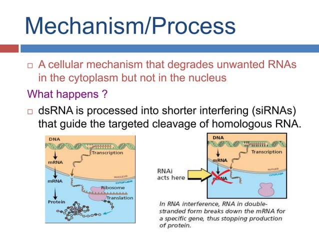 RNA interference (RNAi) | PPSX | Programming Languages | Computing