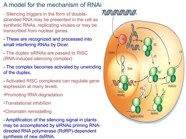 RNA interference (RNAi) | PPSX | Programming Languages | Computing
