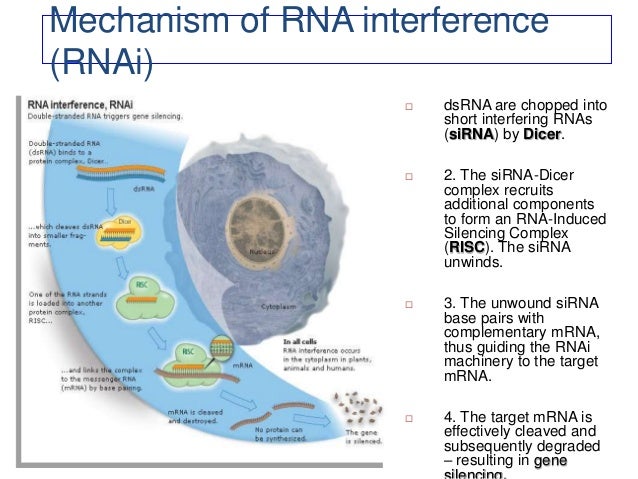 RNA interference (RNAi)