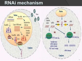 RNAi interuption mechanism and application | PPTX