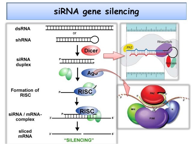Rna interference