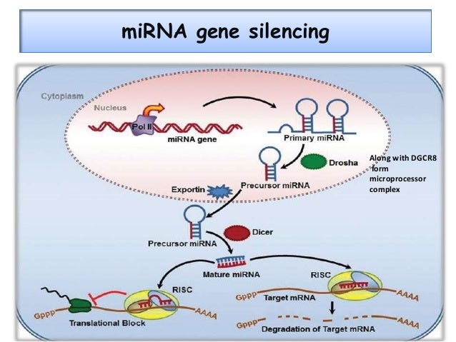 Rna interference