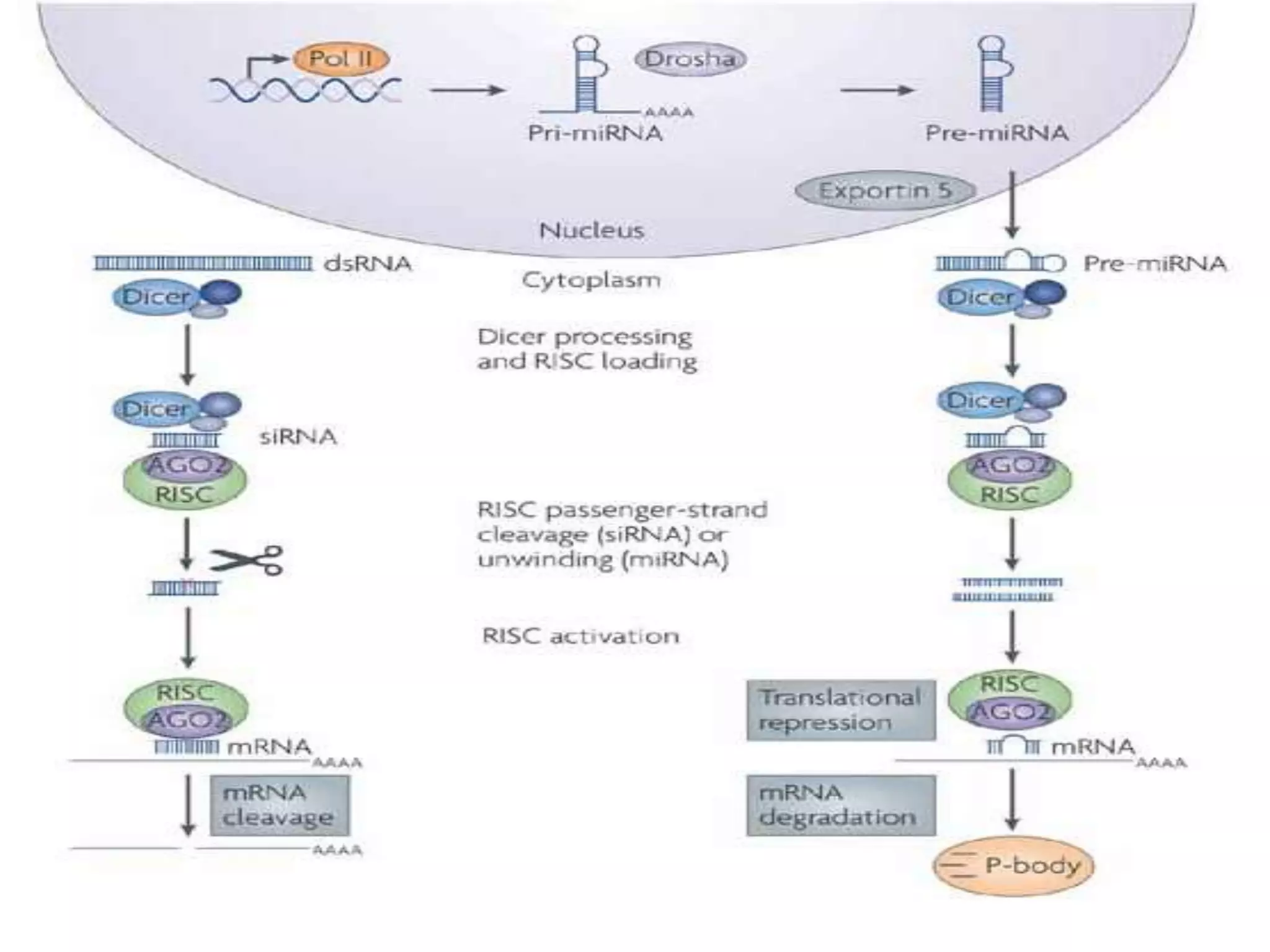 Rna interference | PPT