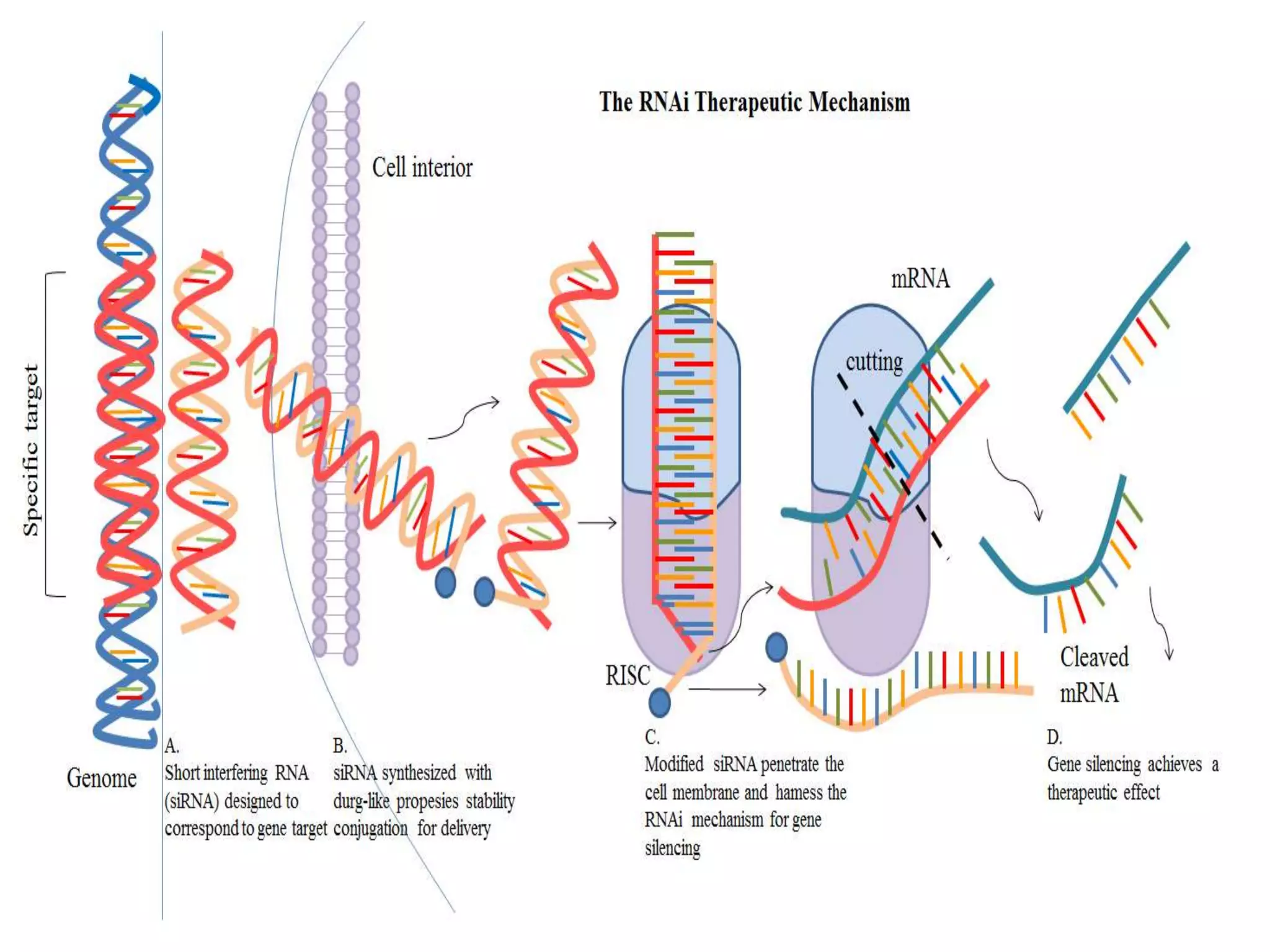 Rna interference | PPT
