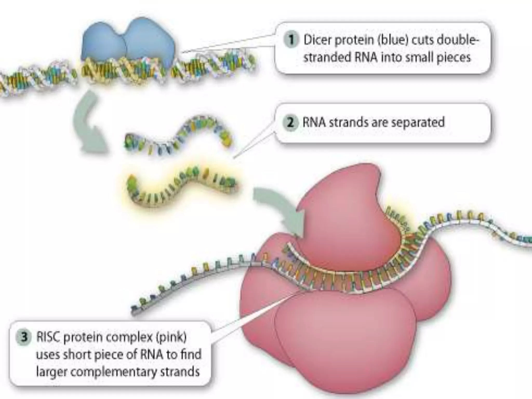 Rna interference | PPT