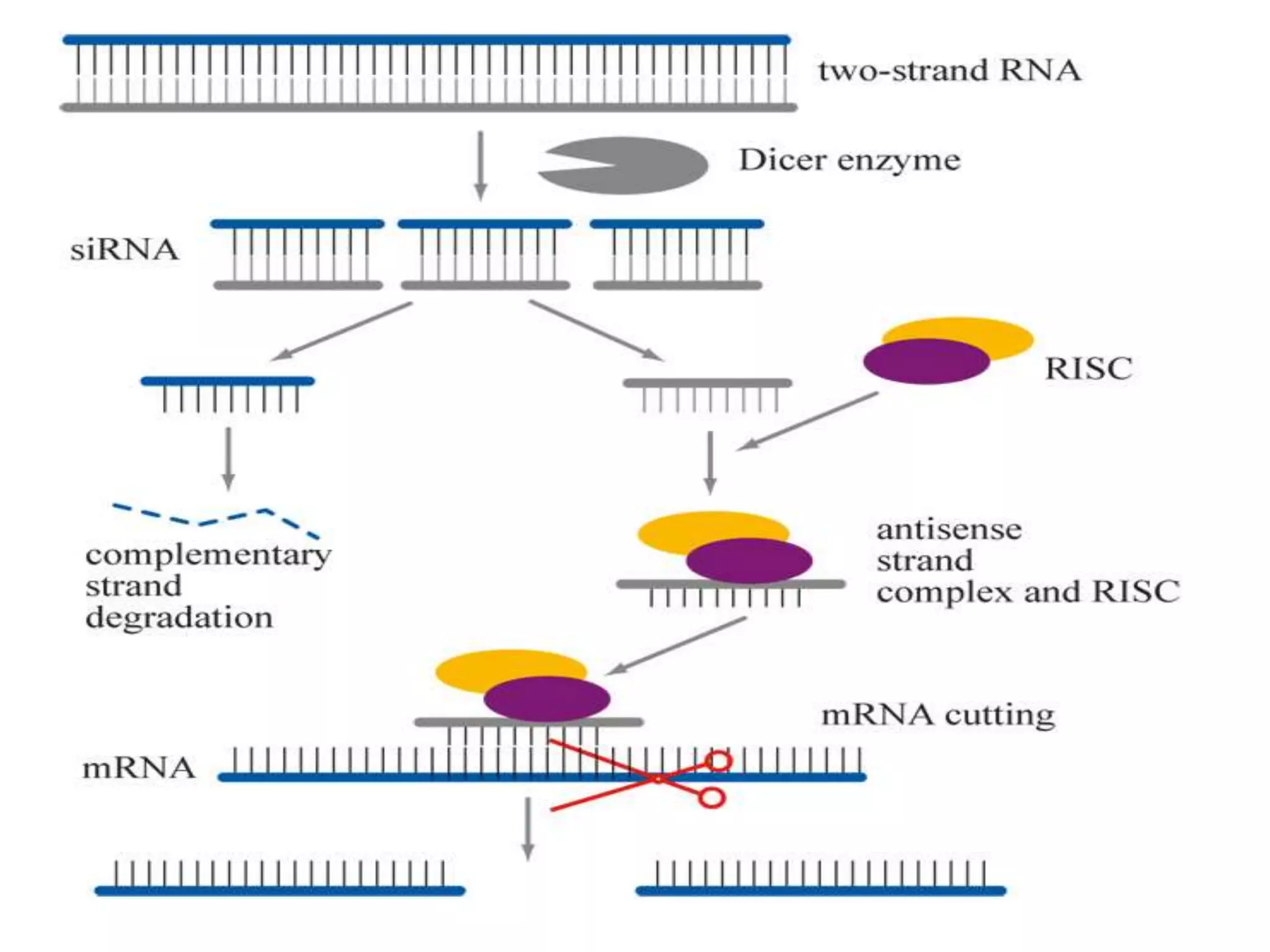 Rna interference | PPT