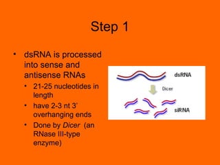 Rna interference | PPT