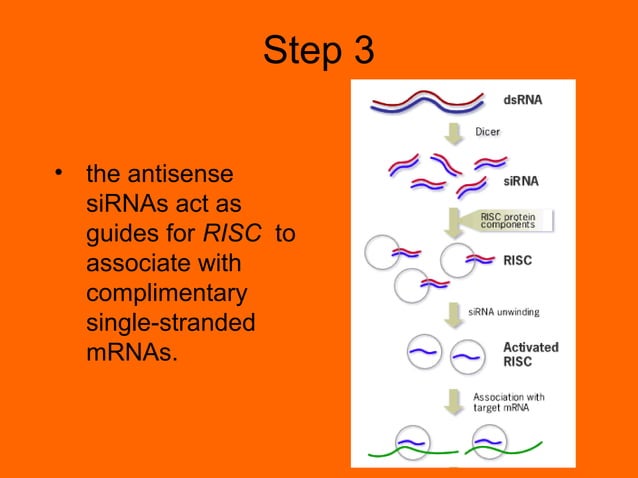 Rna interference | PPT