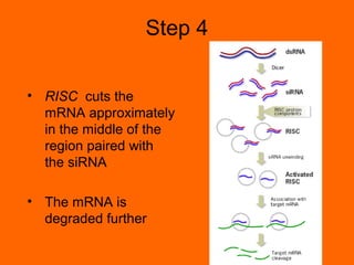 Rna interference | PPT