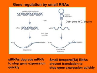 Rna interference | PPT