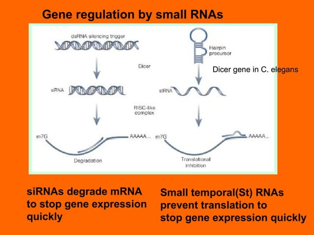 Rna interference | PPT