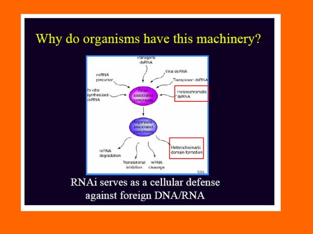 Rna interference | PPT