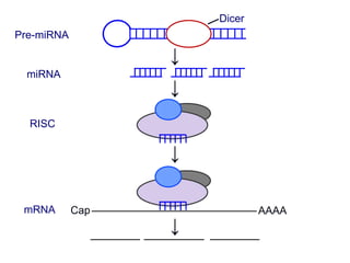 Rna interference | PPT