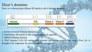Rna interference | PPTX