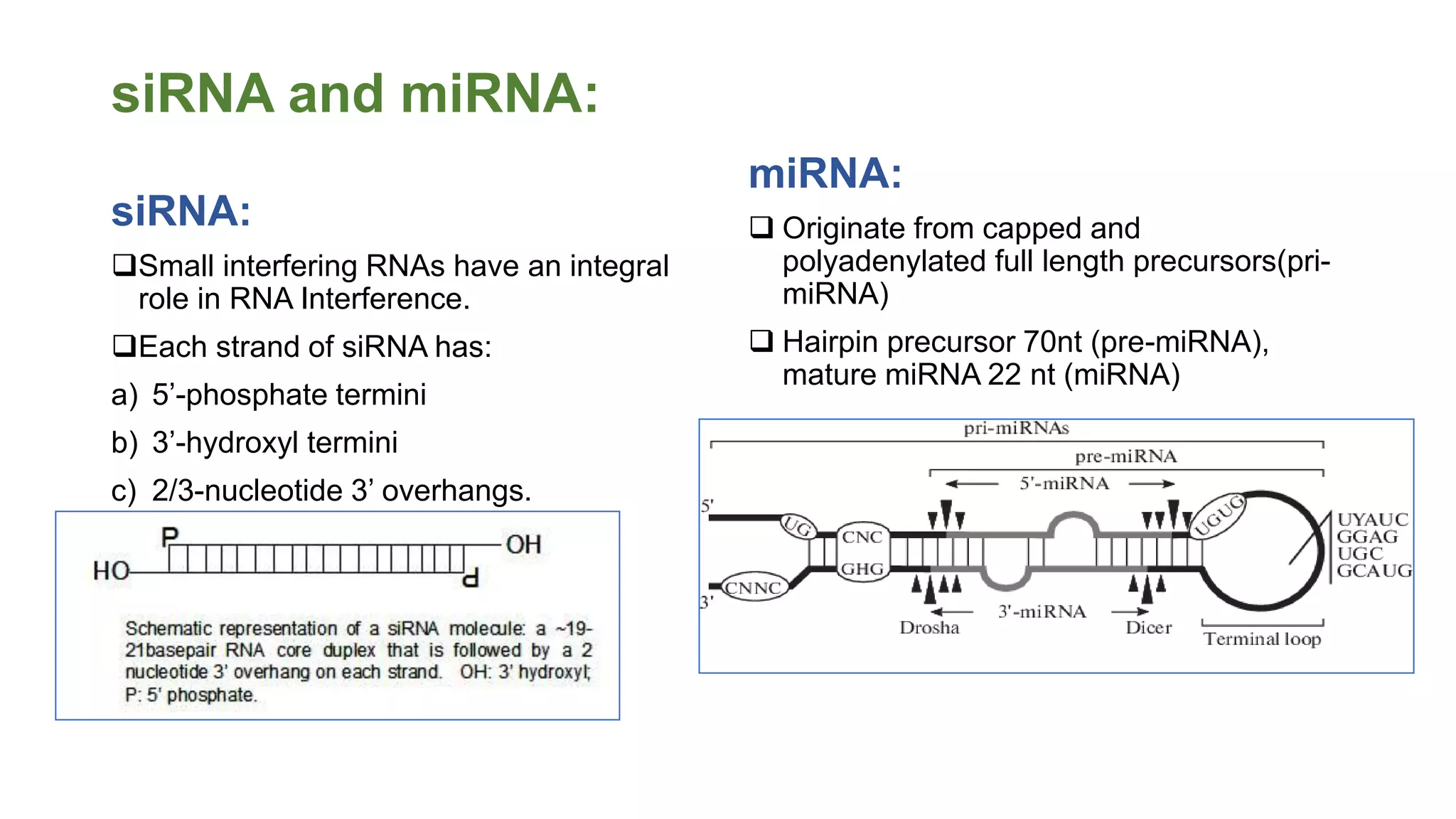 RNA Interference.pptx