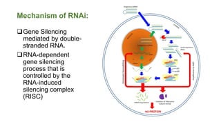 RNA Interference.pptx