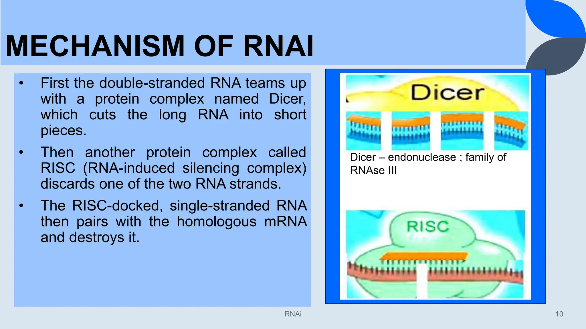 RNA INTERFERENCE: UNRAVELING GENETIC SILENCING | PPTX