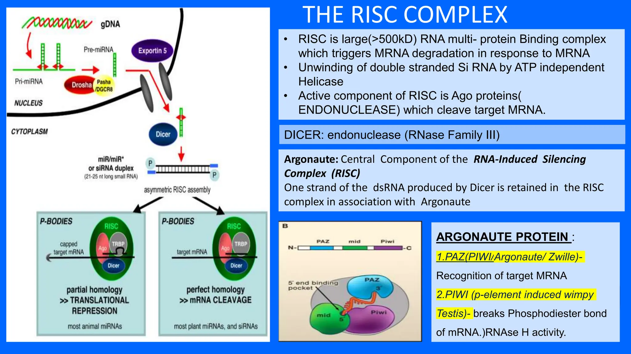 RNA INTERFERENCE: UNRAVELING GENETIC SILENCING | PPTX
