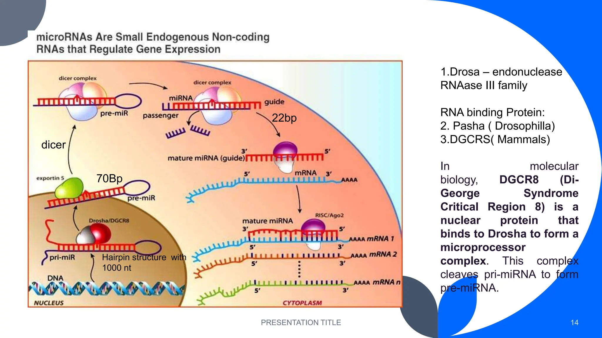 RNA INTERFERENCE: UNRAVELING GENETIC SILENCING | PPTX