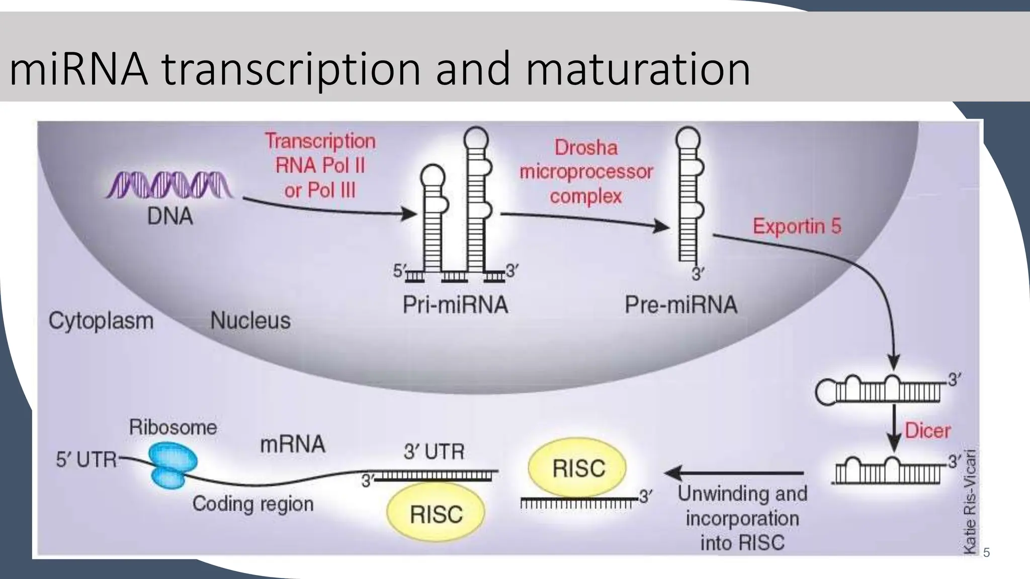 RNA INTERFERENCE: UNRAVELING GENETIC SILENCING | PPTX