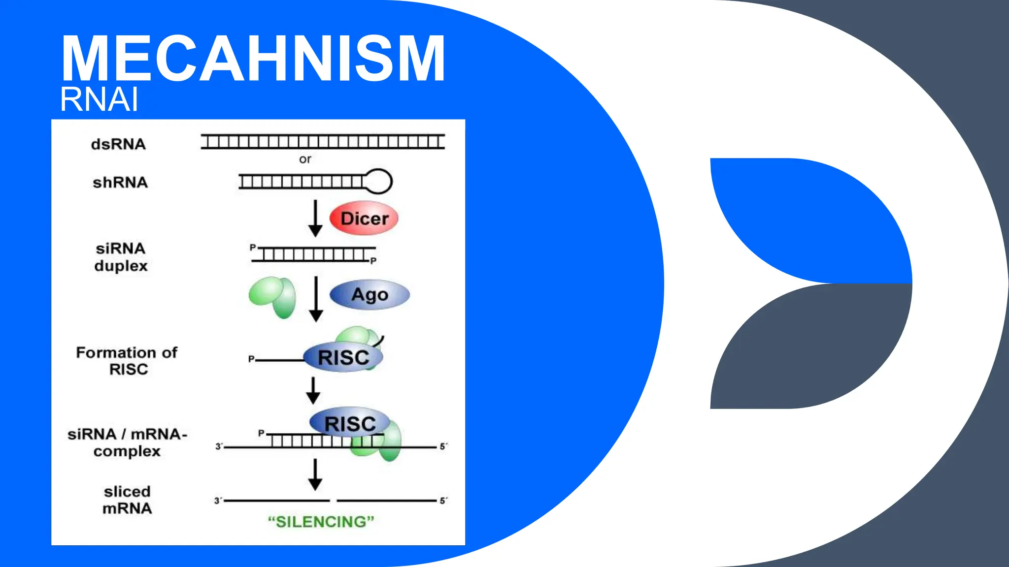 RNA INTERFERENCE: UNRAVELING GENETIC SILENCING | PPTX