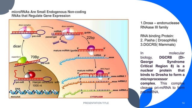RNA INTERFERENCE: UNRAVELING GENETIC SILENCING | PPTX | Programming Languages | Computing