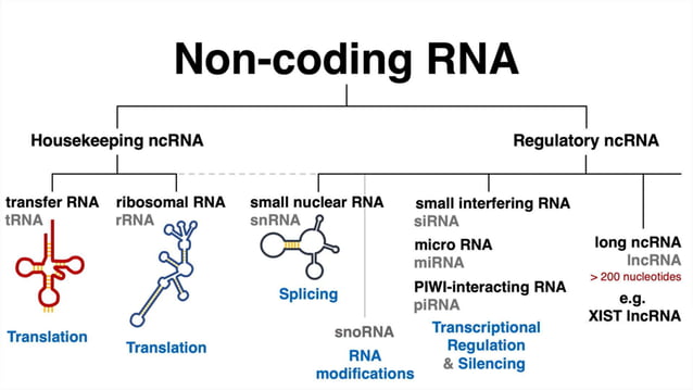 RNA INTERFERENCE: UNRAVELING GENETIC SILENCING | PPTX | Programming Languages | Computing