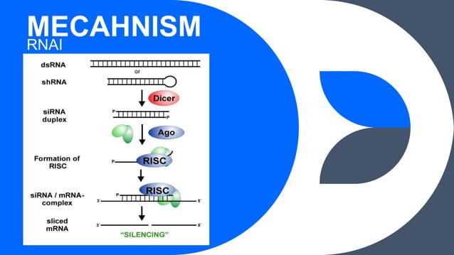 RNA INTERFERENCE: UNRAVELING GENETIC SILENCING | PPTX | Programming Languages | Computing