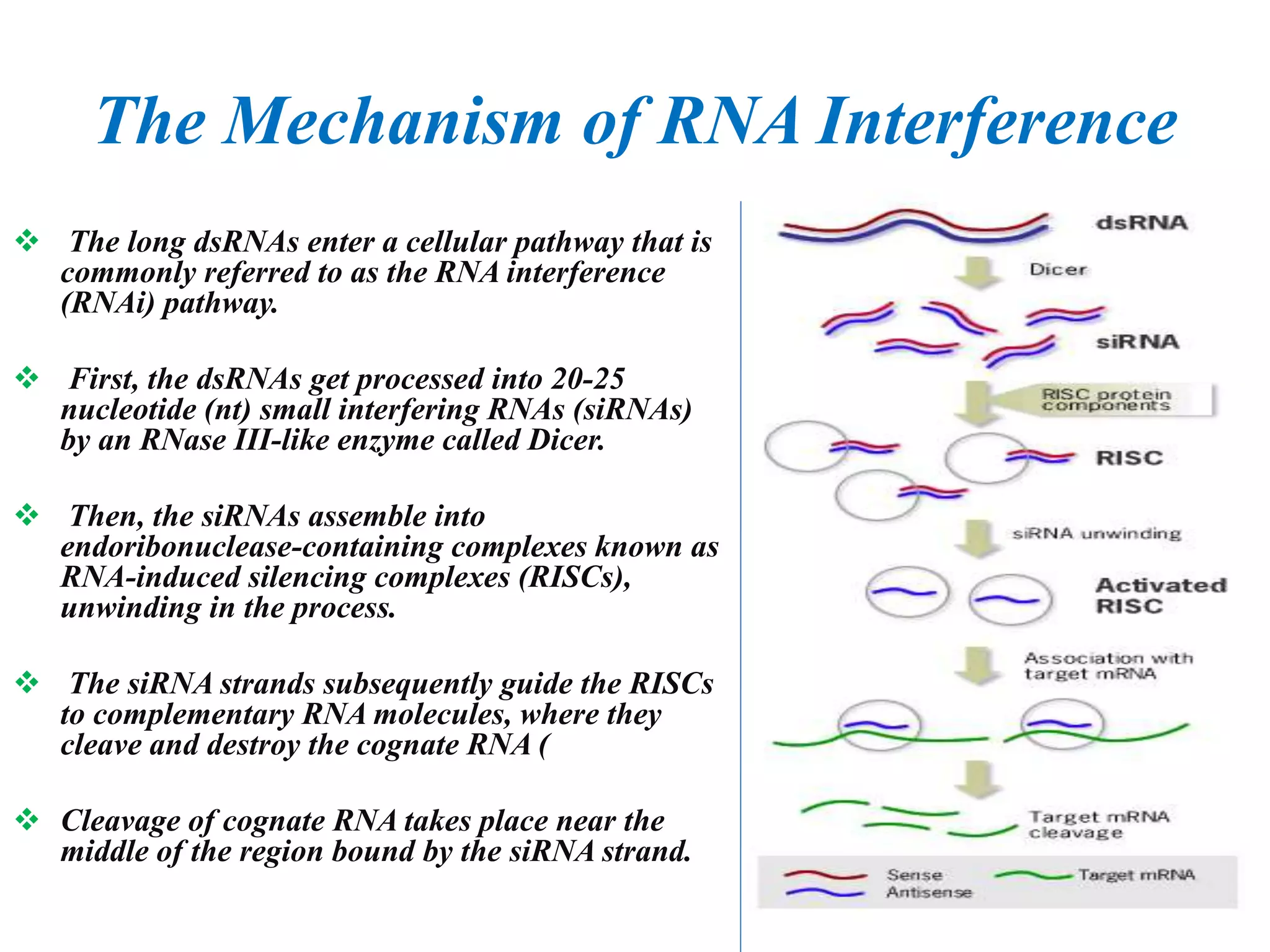 RNA Interference (RNAi) and RNA Induced Gene Silencing | PPTX