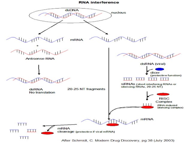 RNA Interference (RNAi) and RNA Induced Gene Silencing | PPTX ...