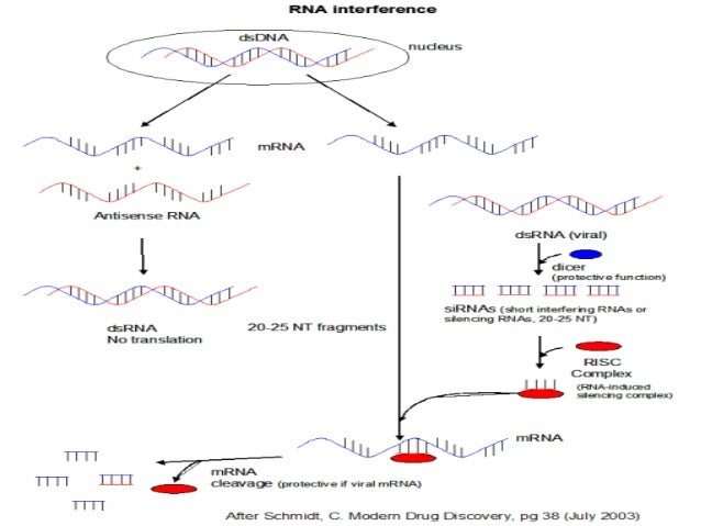 RNA Interference (RNAi) and RNA Induced Gene Silencing