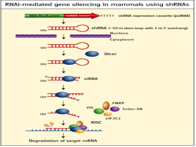 RNA Interference (RNAi) and RNA Induced Gene Silencing